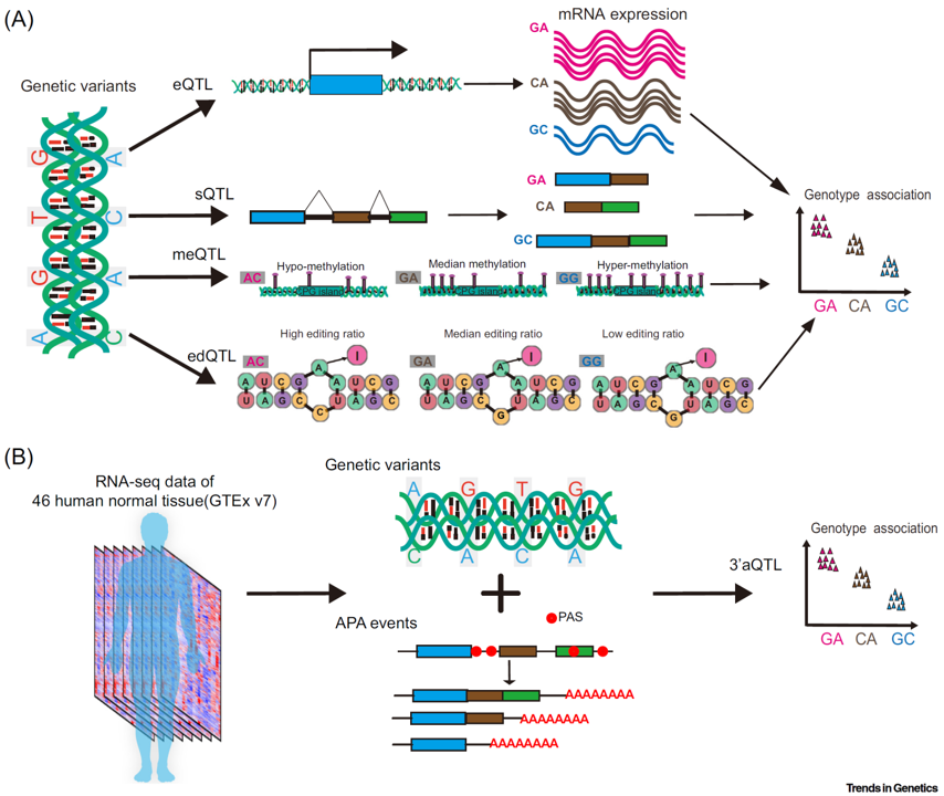 Computational and Disease Genomics Lab - Home